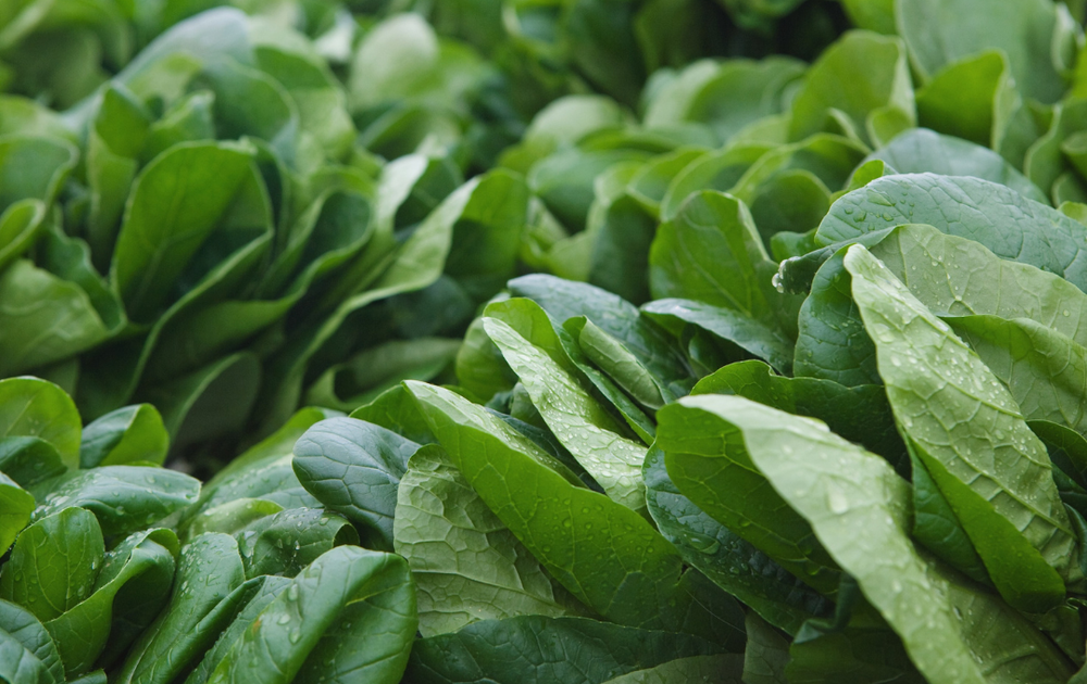 Spinach wasn’t made just to be a side dish. – Equal Food